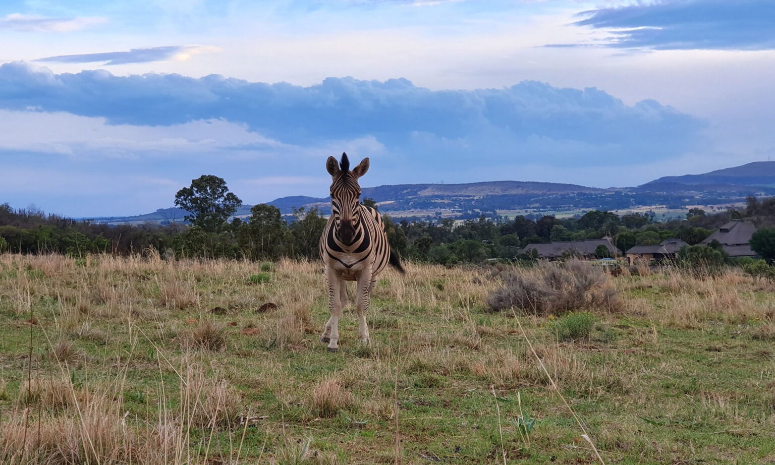 Thaba Trails | WildJoburg